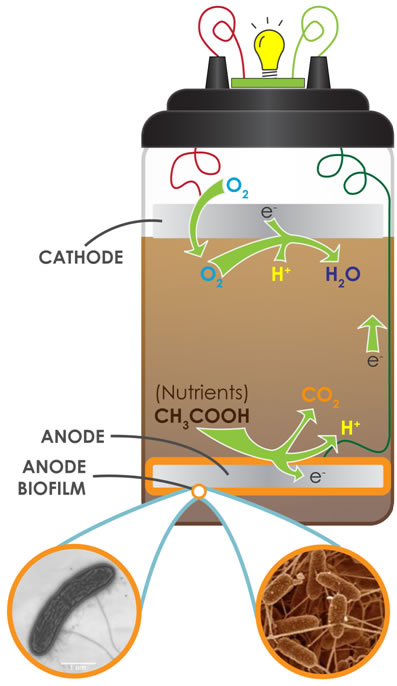 Microbial Fuel Cells Microbial Fuel Cells